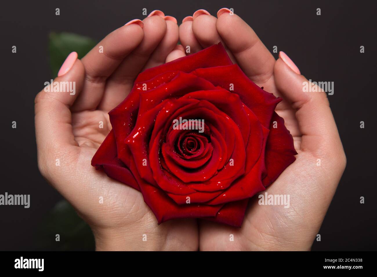 Rose view hi-res stock photography and images - Alamy