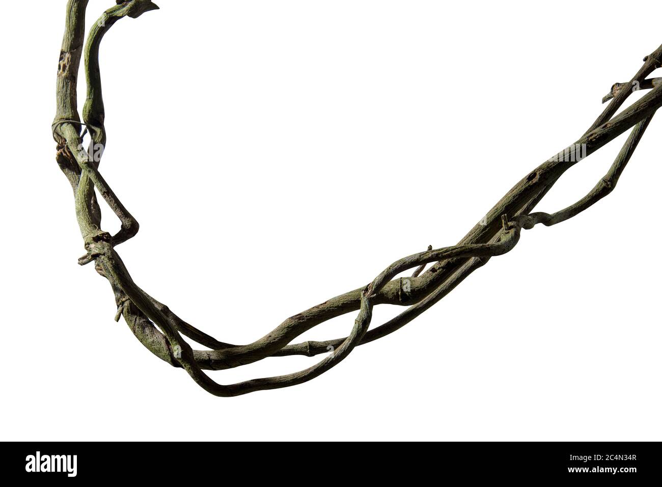 wood root Bush grape or three-leaved wild vine cayratia (Cayratia ...