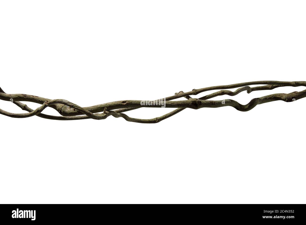 wood root Bush grape or three-leaved wild vine cayratia (Cayratia ...