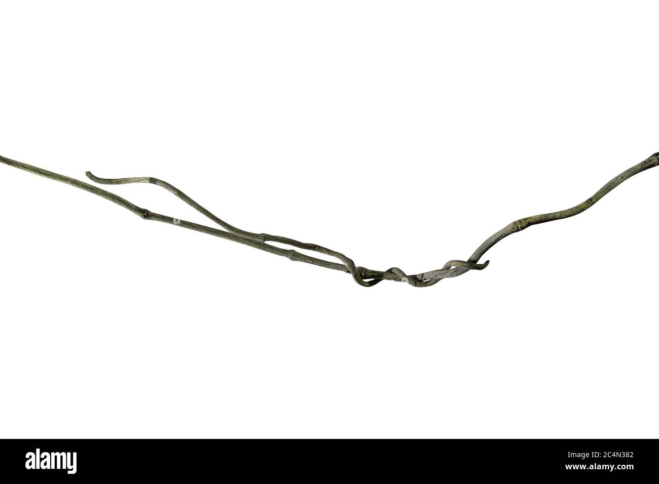 wood root Bush grape or three-leaved wild vine cayratia (Cayratia ...