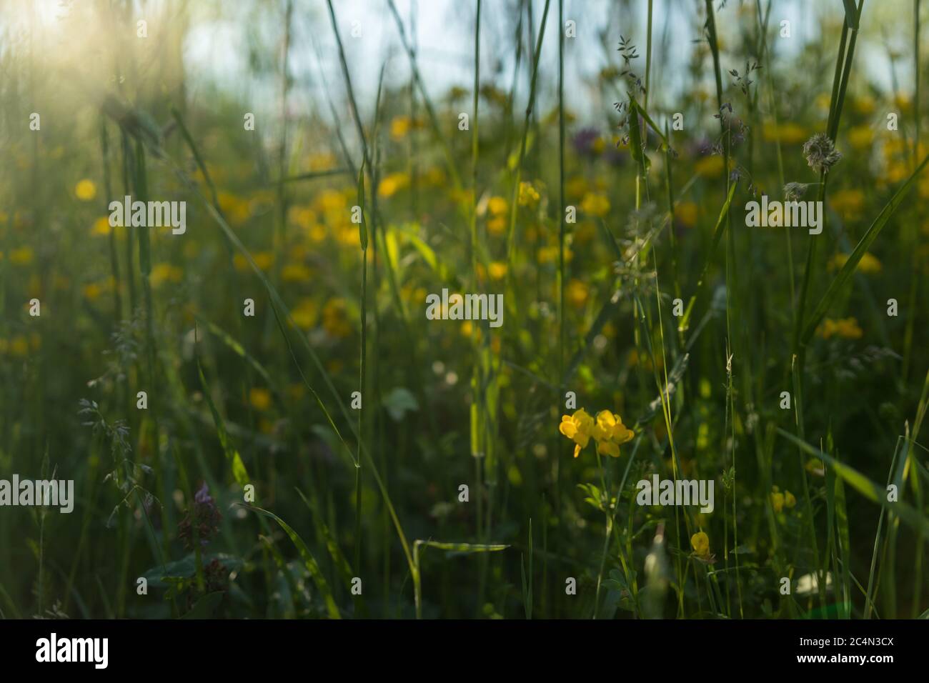 Field of beautiful wildflowers in a forest Stock Photo - Alamy