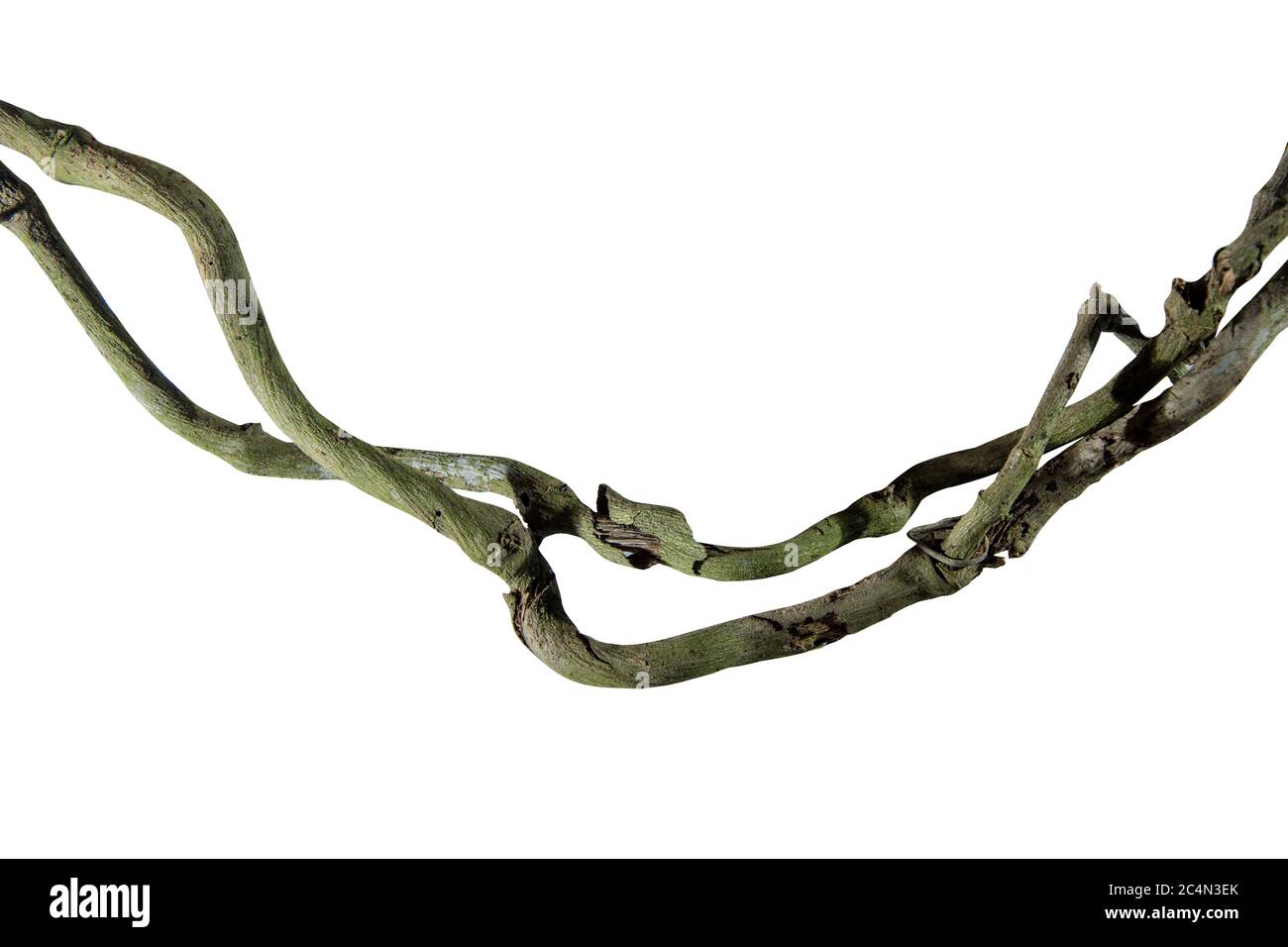 wood root Bush grape or three-leaved wild vine cayratia (Cayratia ...