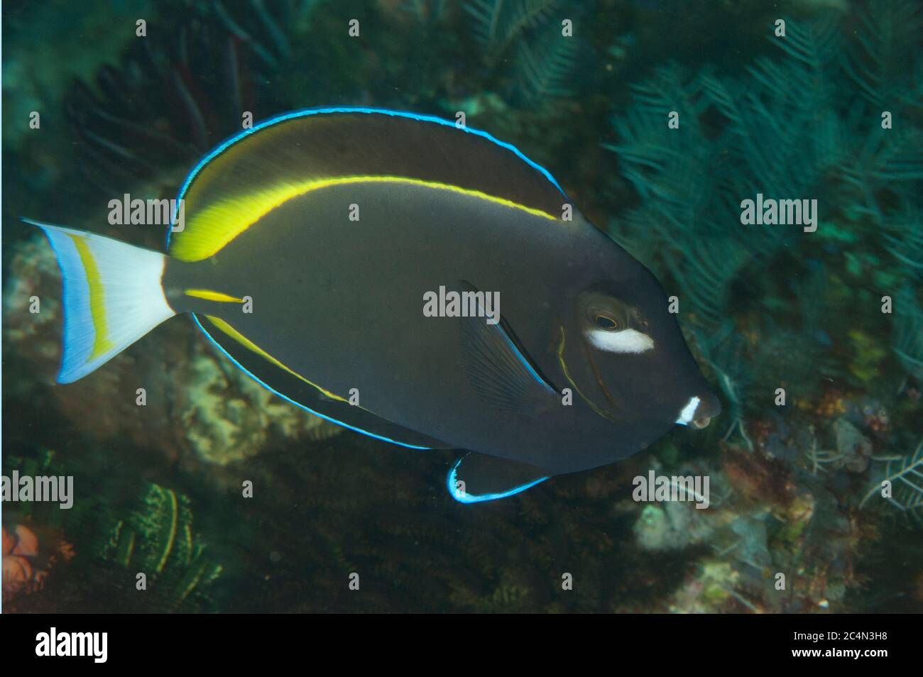 White Cheek Tang