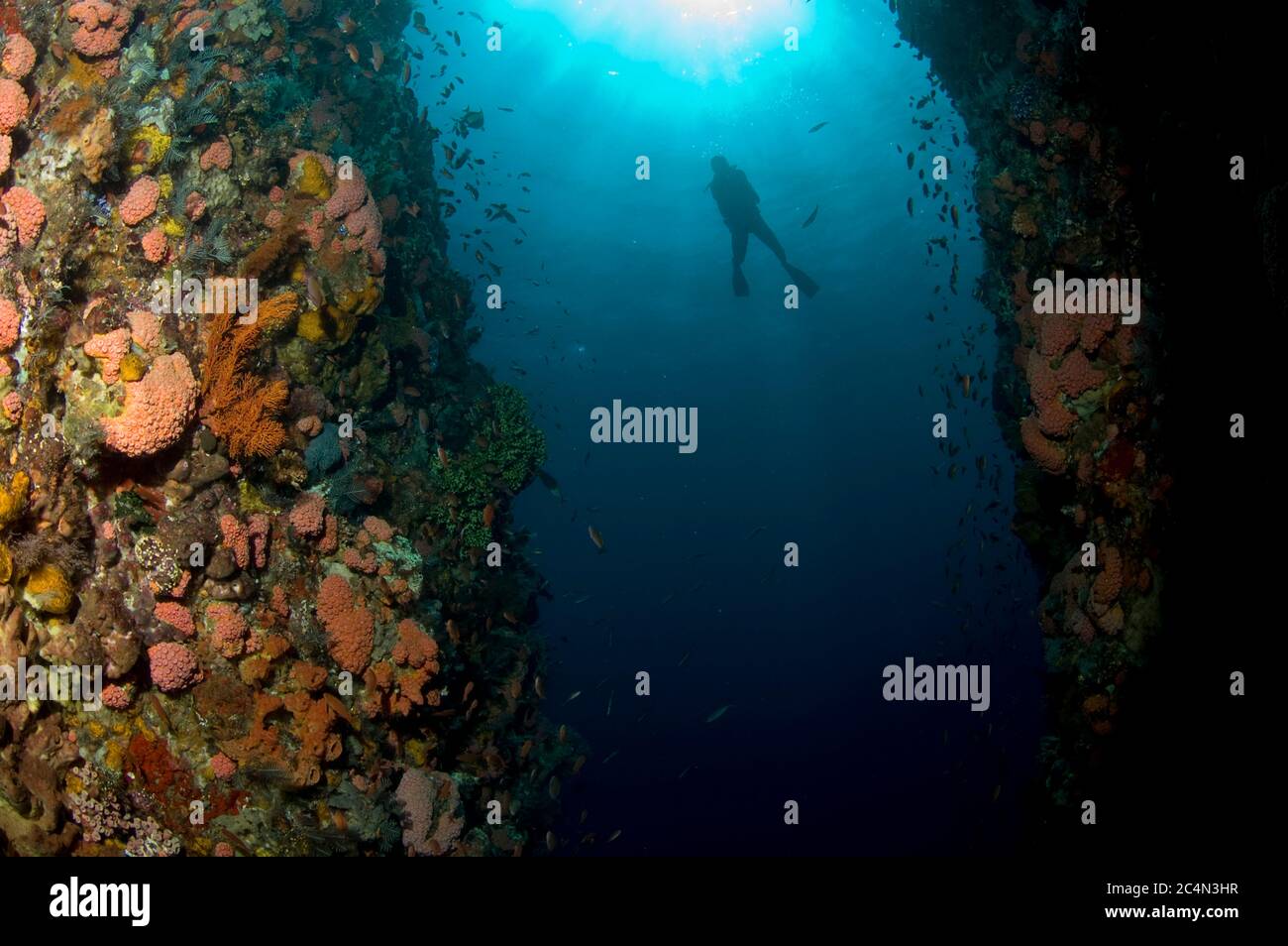 Komodo Island Diving