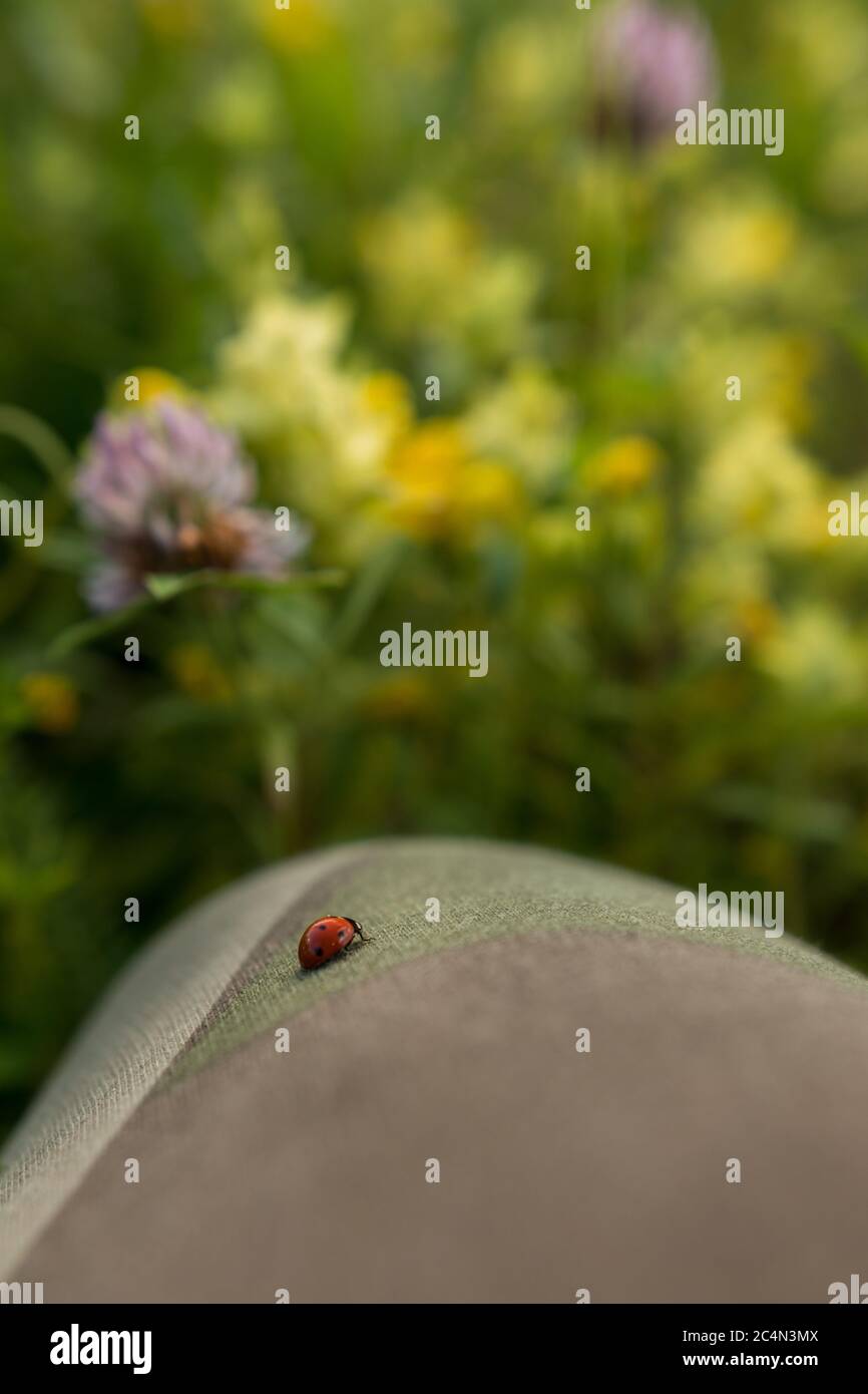 Closeup shot of a tiny ladybug with wildflowers in the background Stock ...