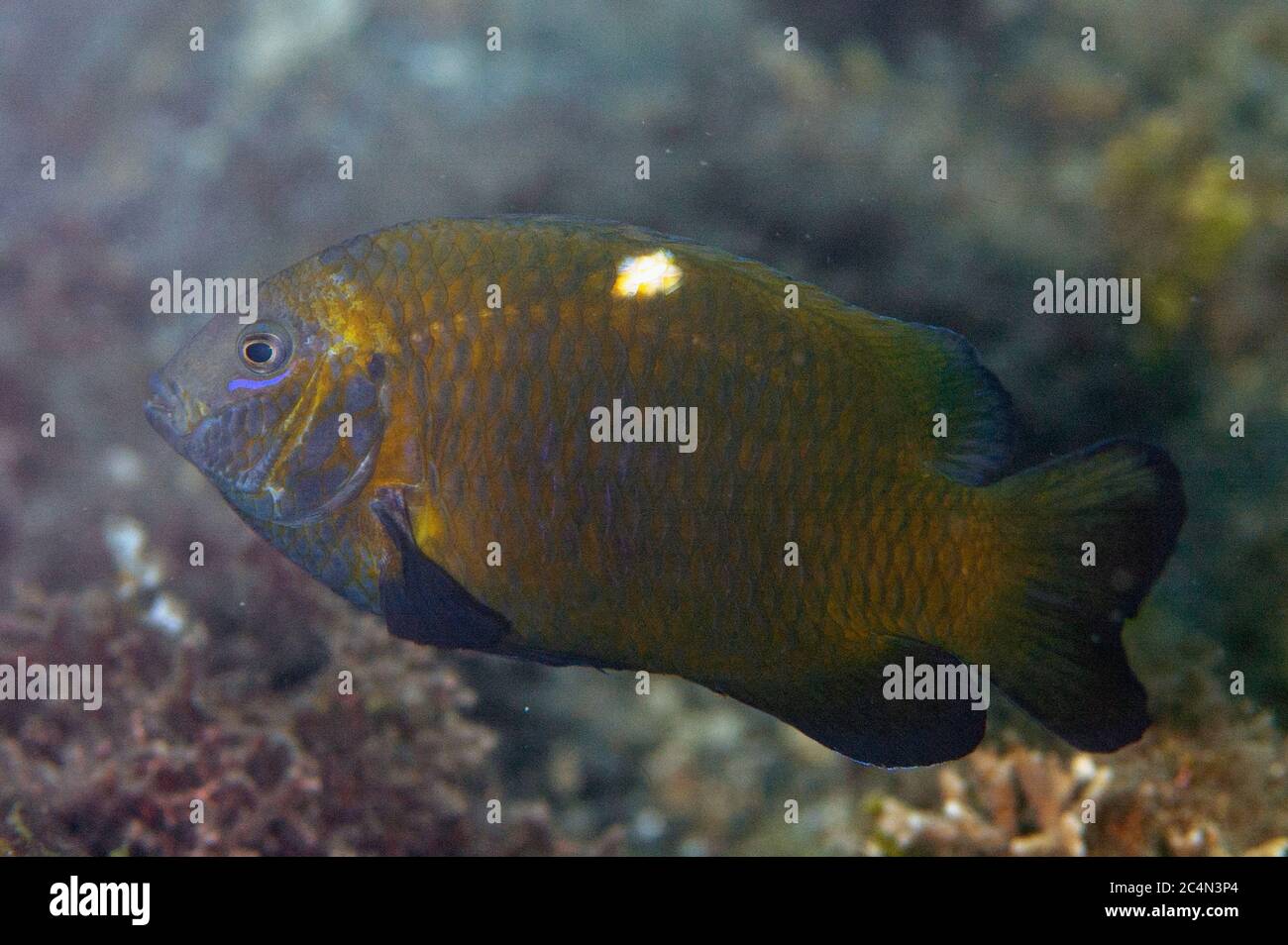 Pale spot damselfish hi-res stock photography and images - Alamy