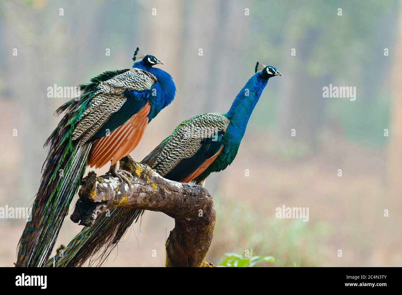 Two peacocks (Pavo cristatus) in Kanha National Park India Stock Photo ...