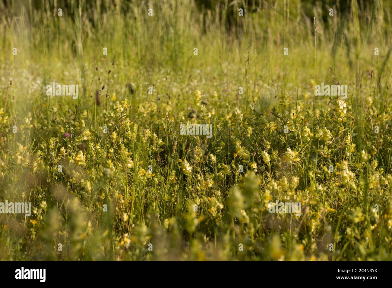 Field of beautiful wildflowers in a forest Stock Photo - Alamy