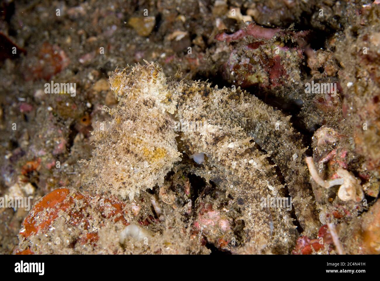 Algae Octopus, Abdopus aculeatus, Nudi Falls dive site, Lembeh Straits ...