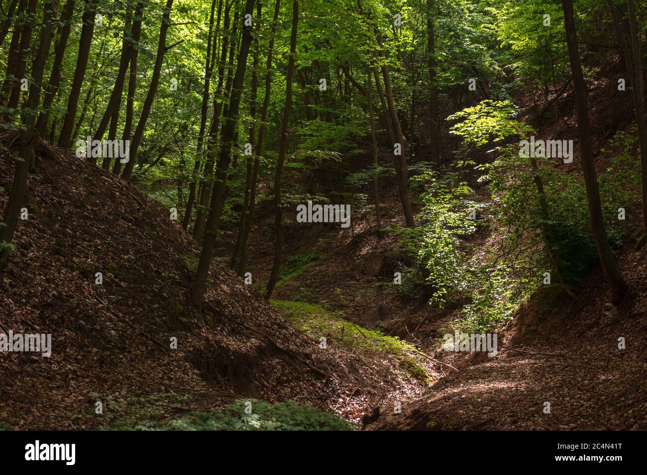 Beautiful scenery of a forest with greenery and a lot of tall trees ...