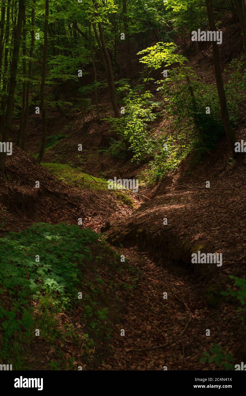 Beautiful scenery of a forest with greenery and a lot of tall trees ...