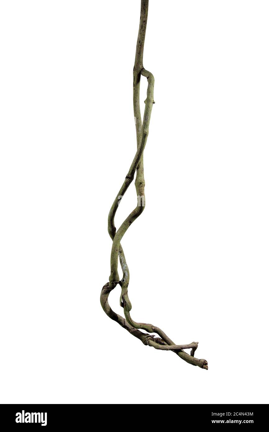Jungle Tree Branch