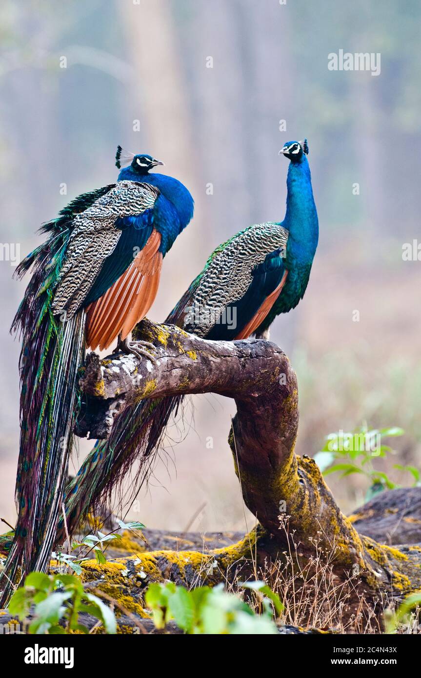 Indian peafowl pavo cristatus in hi-res stock photography and images ...