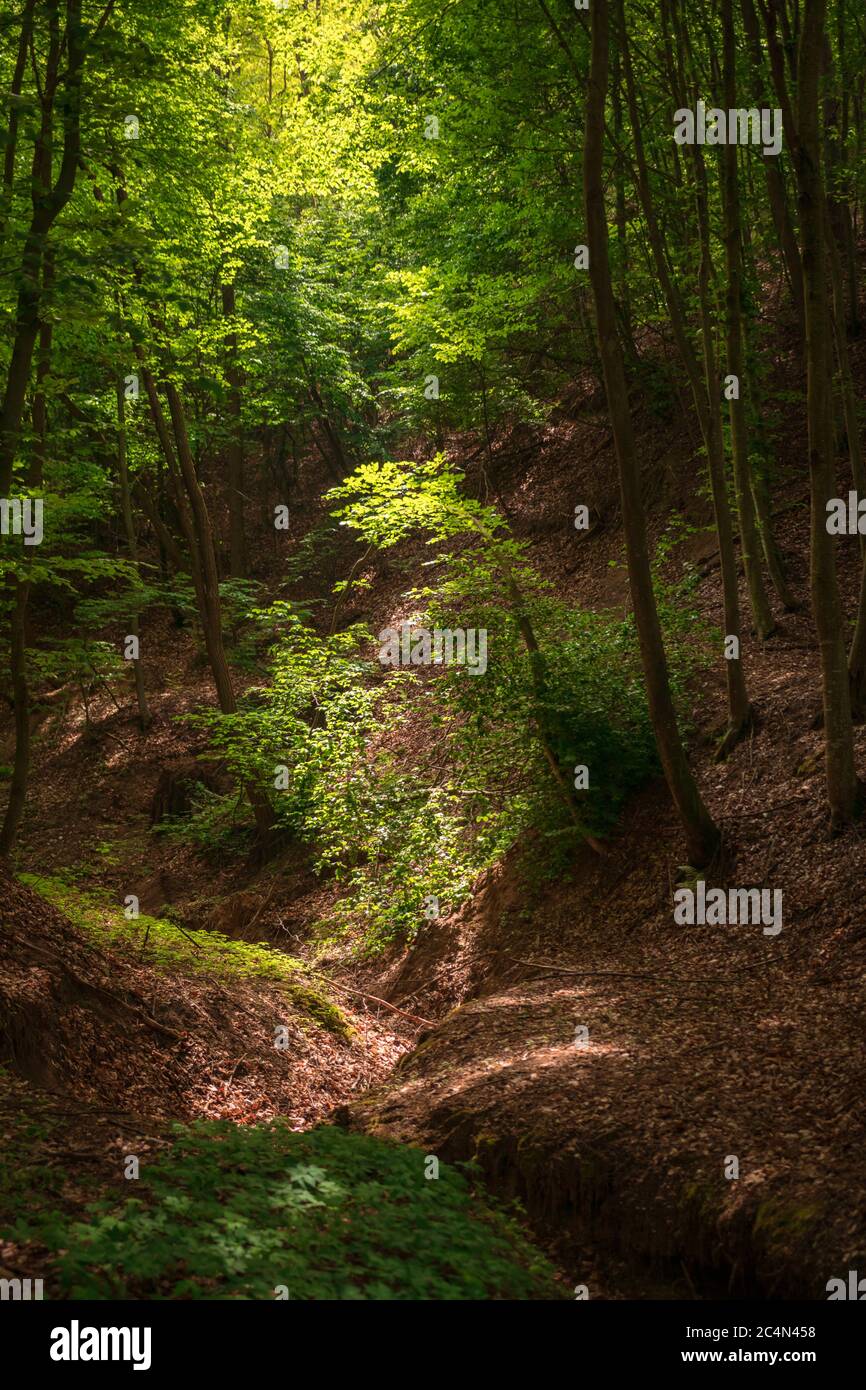 Beautiful scenery of a forest with greenery and a lot of tall trees ...