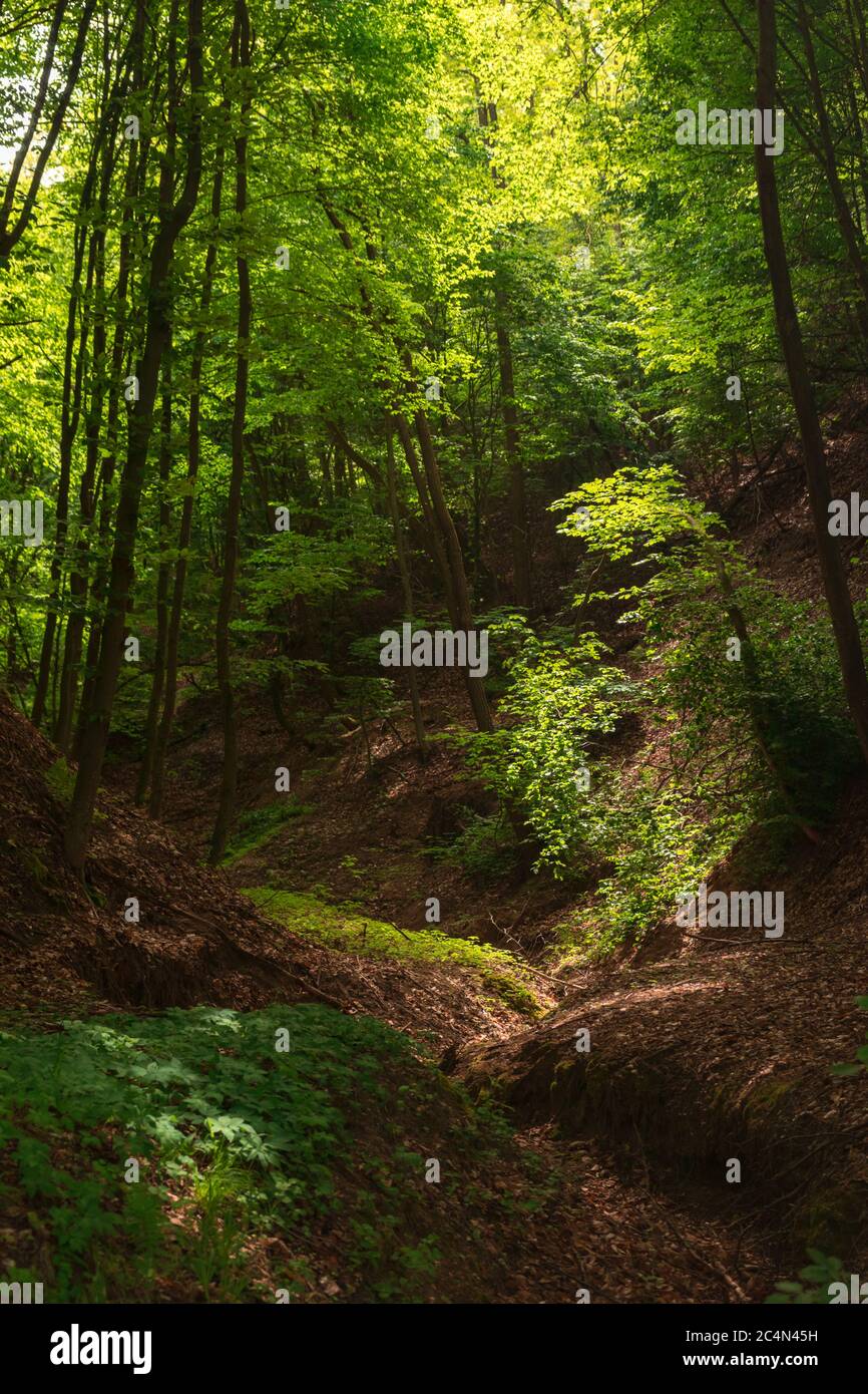 Beautiful scenery of a forest with greenery and a lot of tall trees ...