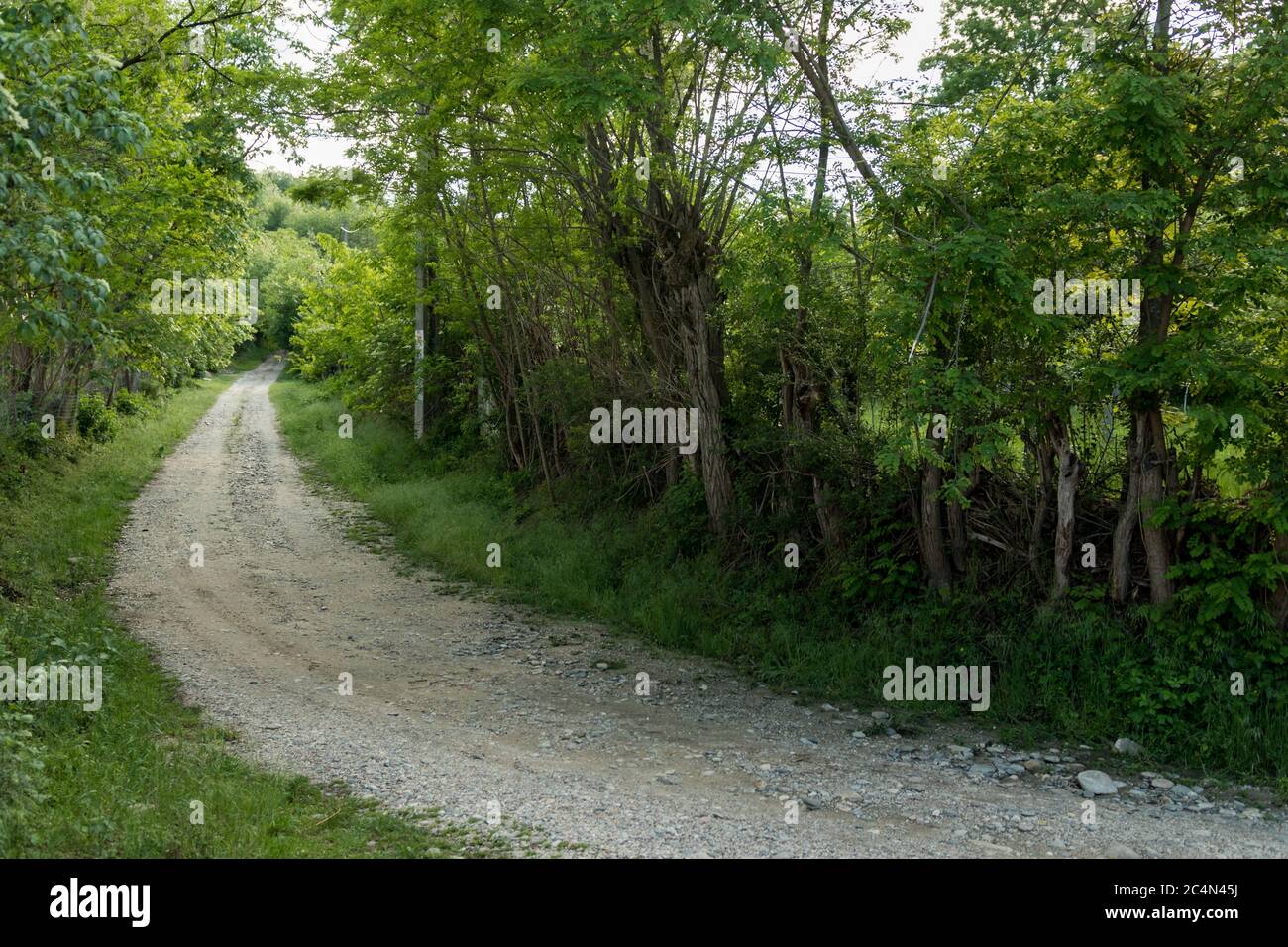 Narrow pathway in a forest surrounded by a lot of trees Stock Photo - Alamy