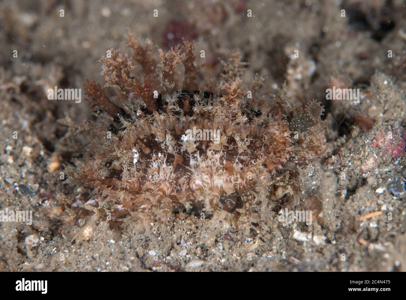 Thick-edged Cowrie, Cypraea caurica, Lembeh Island Resort House Reef ...
