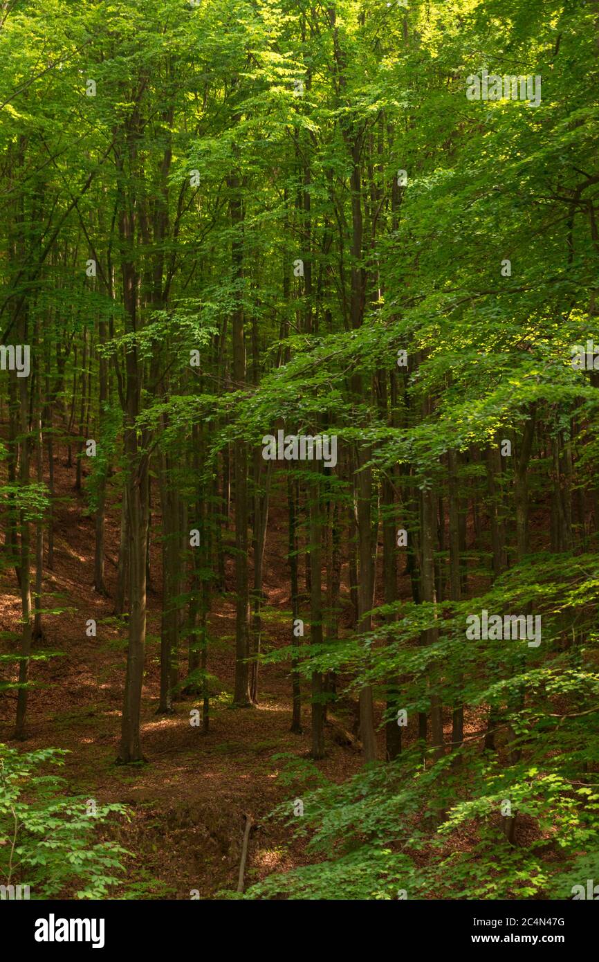 Beautiful scenery of a forest with greenery and a lot of tall trees ...