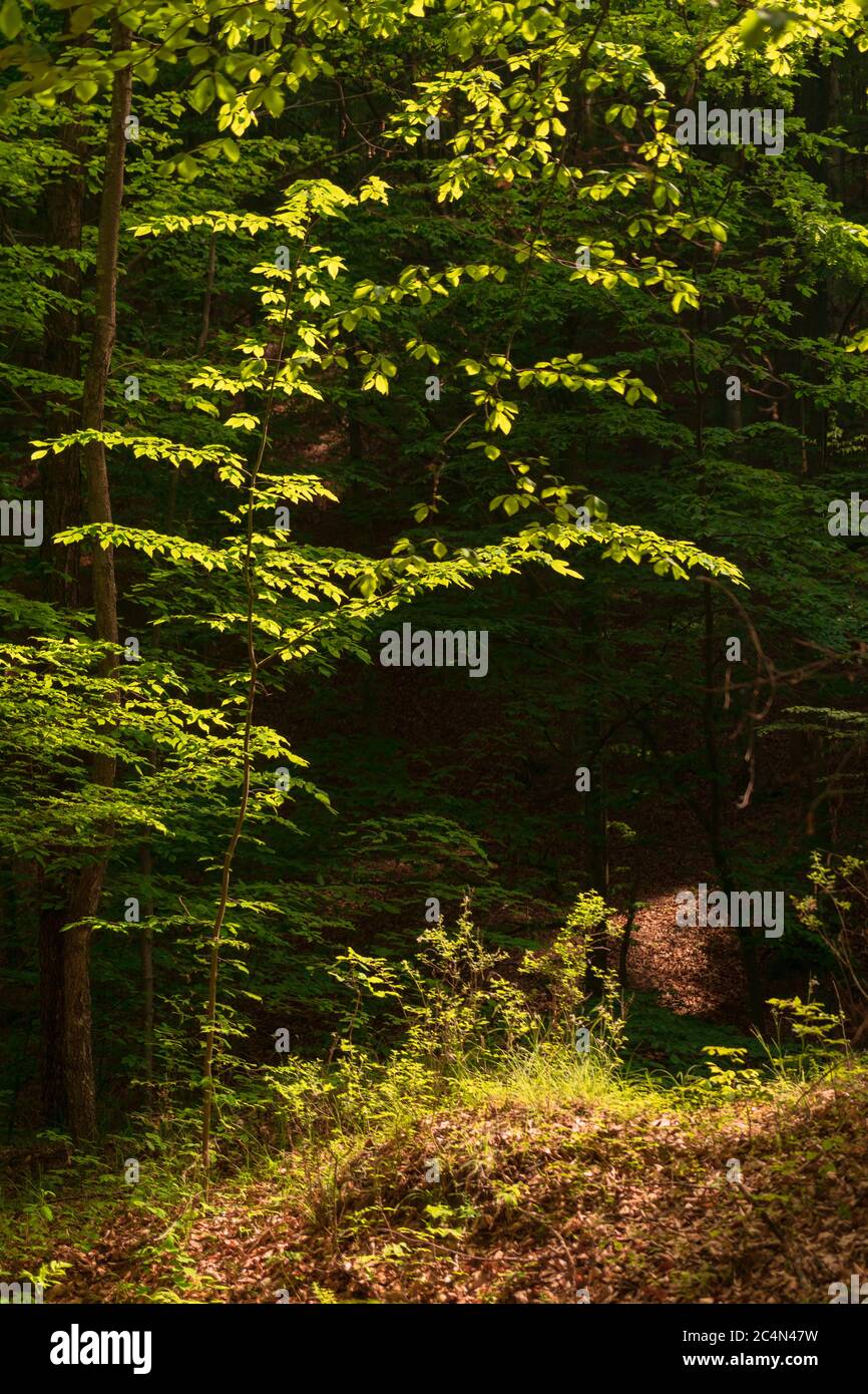 Beautiful scenery of a forest with greenery and a lot of tall trees ...