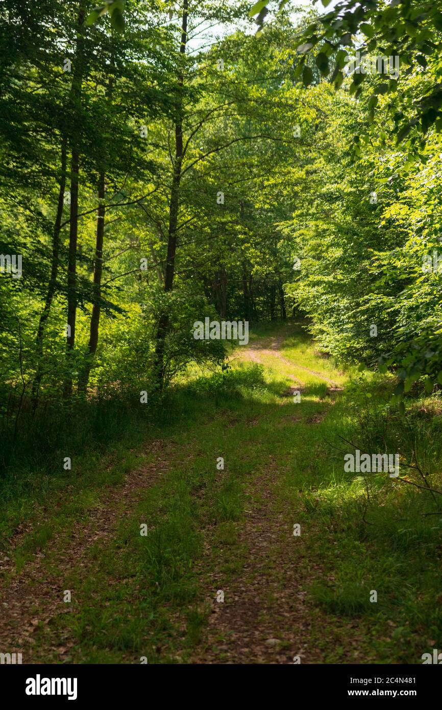 Beautiful scenery of a forest with greenery and a lot of tall trees ...