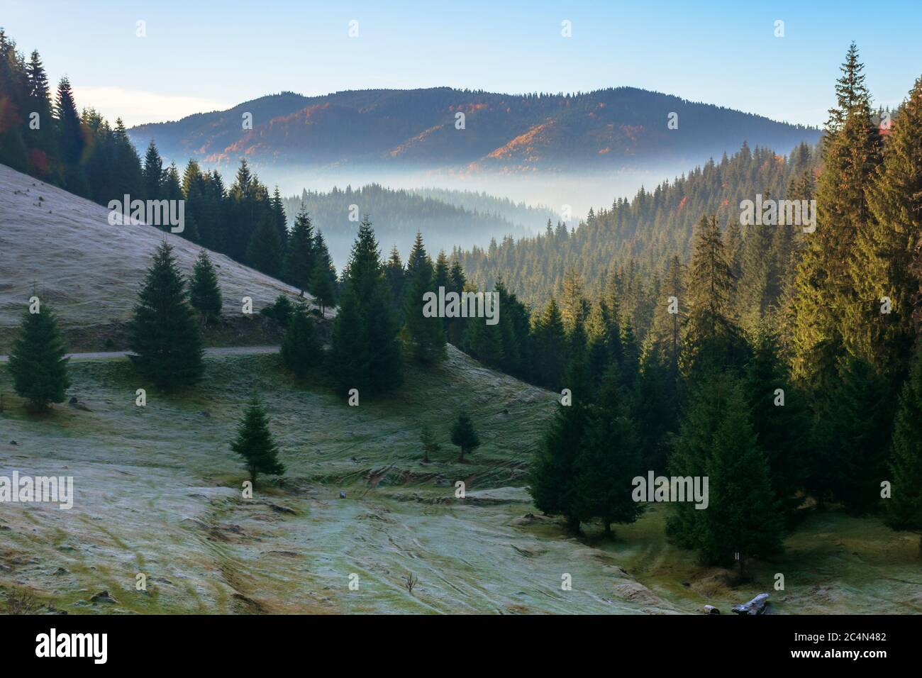 forest landscape in fog. mountain behind the glowing mist in valley ...