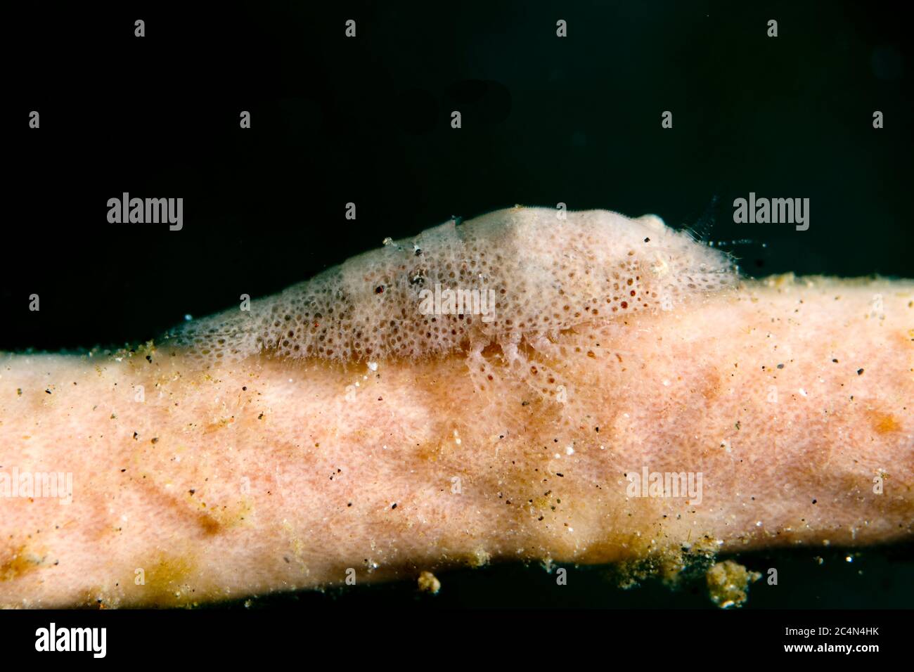 Cryptic Sponge Shrimp, Gelastocaris paronae, camouflaged on sponge ...