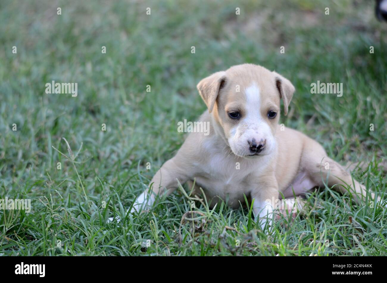 cute puppie terrier mix dog on a grass Stock Photo - Alamy