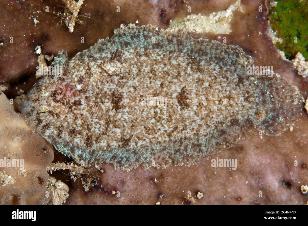 Blackspotted Sole, Aseraggodes melanostictus), night dive, Ambon ...