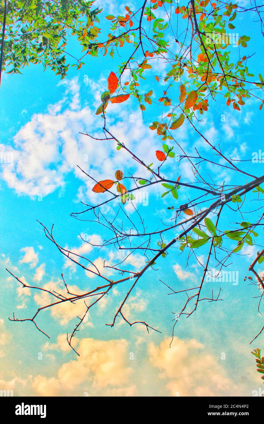 Tree leaf with blue sky and sunny day Stock Photo - Alamy
