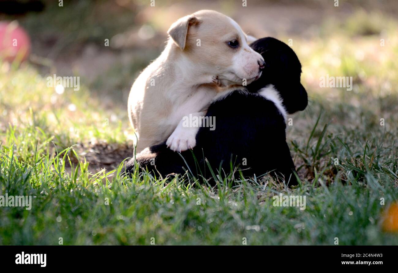 cute puppie terrier mix dog on a grass Stock Photo - Alamy
