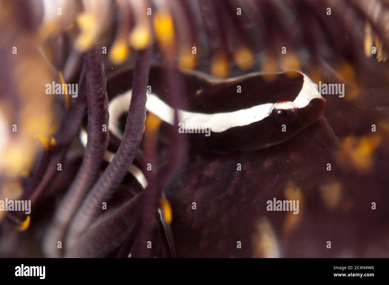 Oneline Featherstar Clingfish, Discotrema monogarammum, in Crinoid ...
