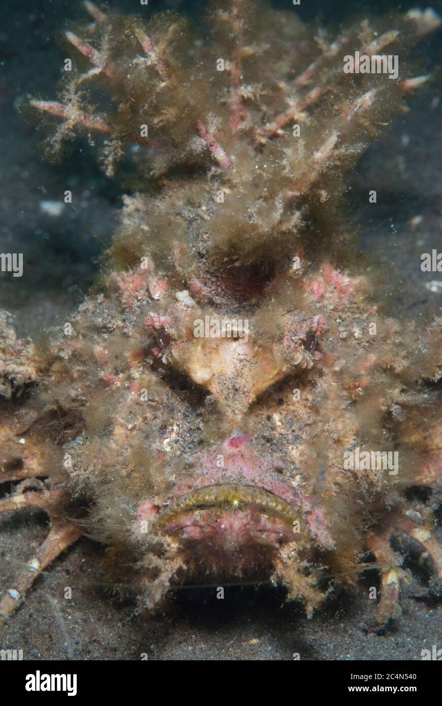 Devilfish hi-res stock photography and images - Alamy