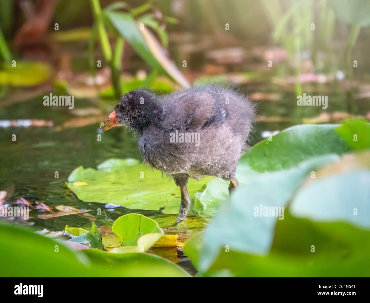 A little moorhen chick walks on the leaves of water lilies. Common ...