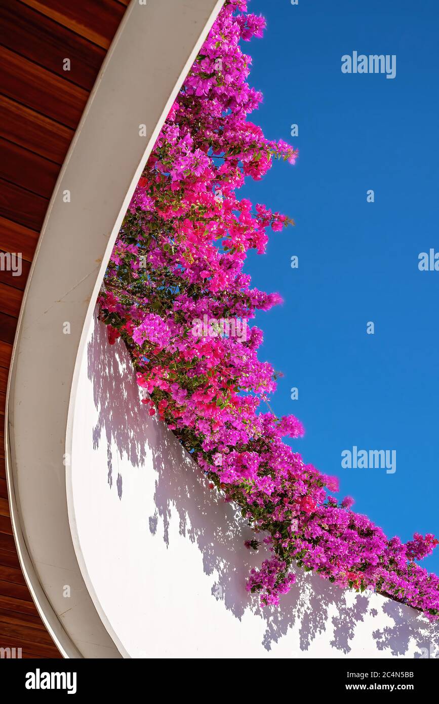 Bright pink bougainvillea cascading over a curved balcony against a ...
