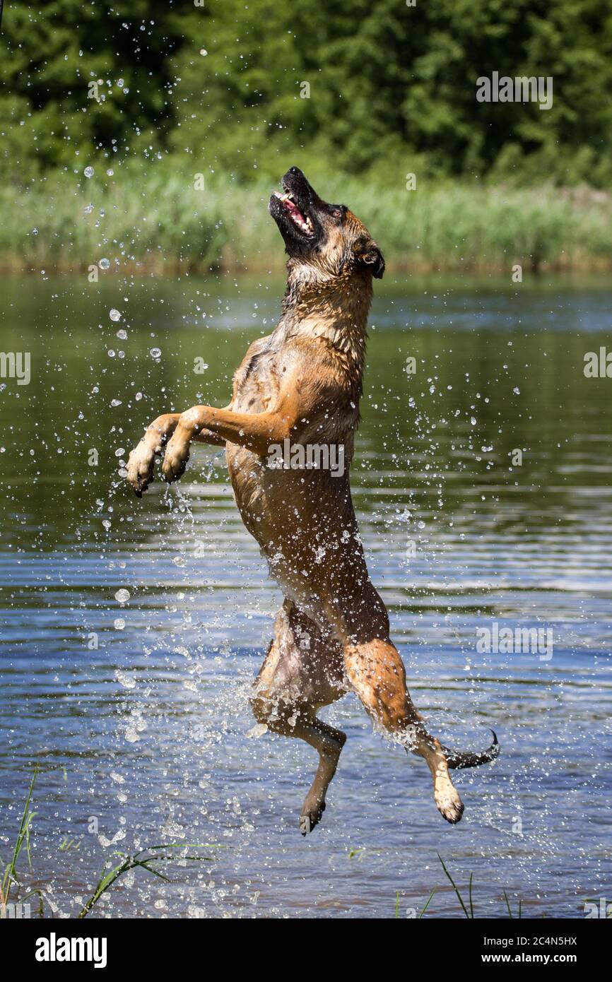 Athletic Belgian Shepherd Dog (Malinois) jumping into the water Stock ...