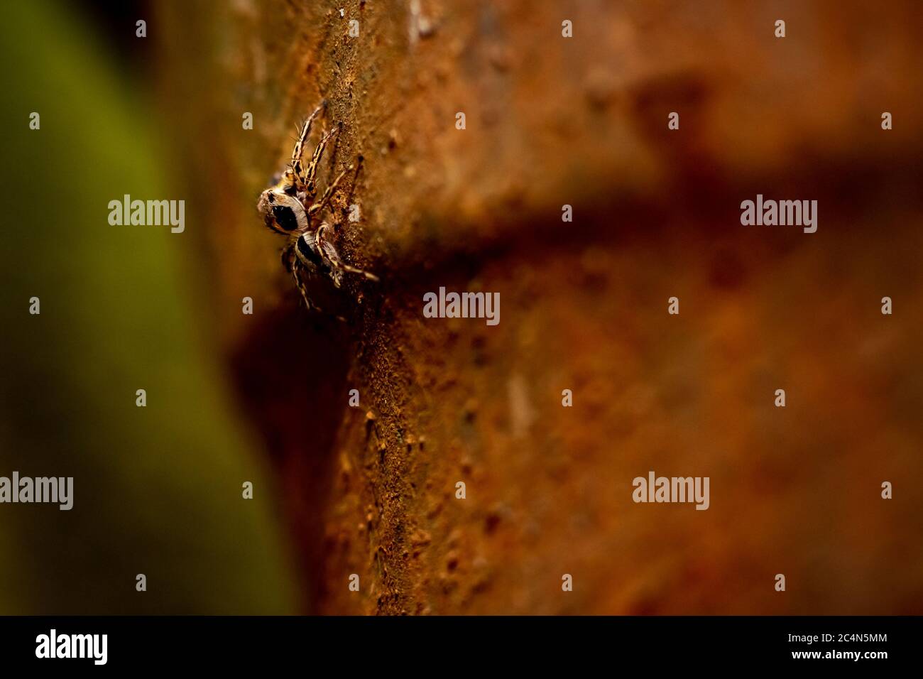 Small common spider on the garden Stock Photo - Alamy