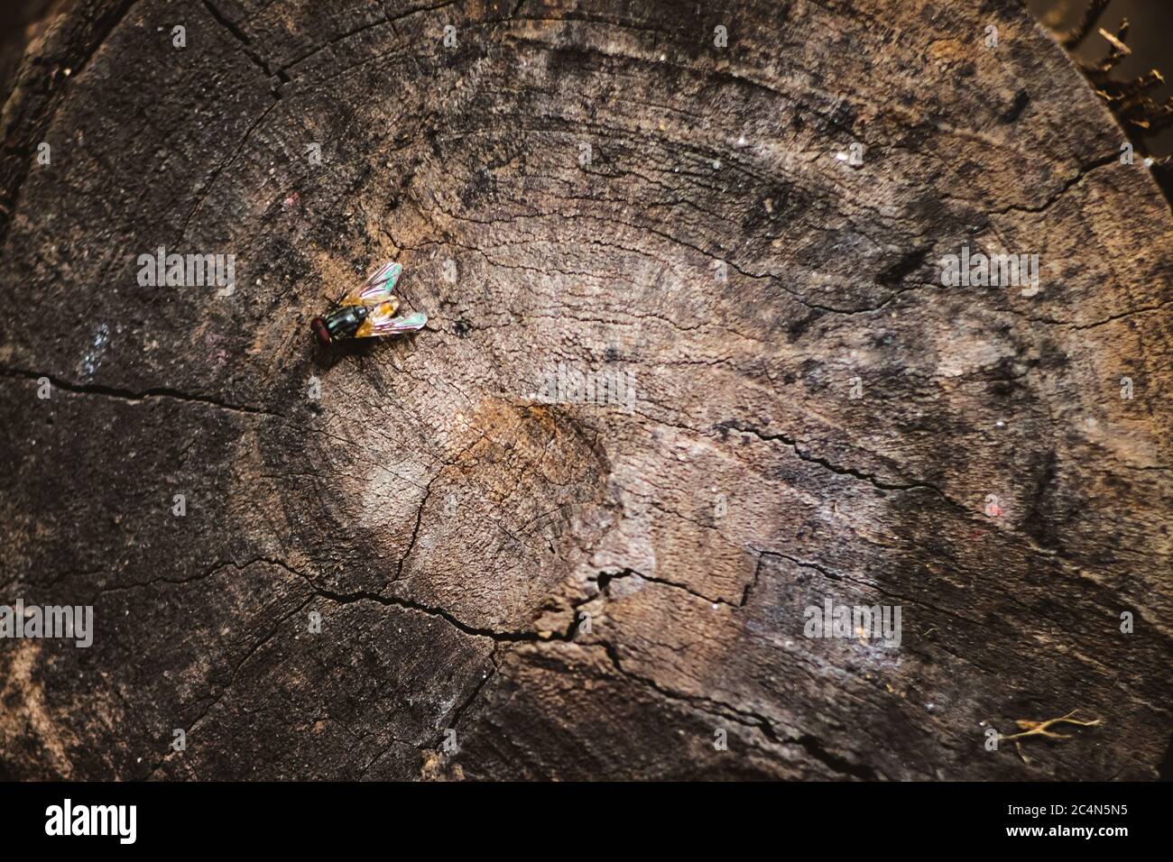 Neem tree trunk slice cut from the woods.Textured surface with rings ...