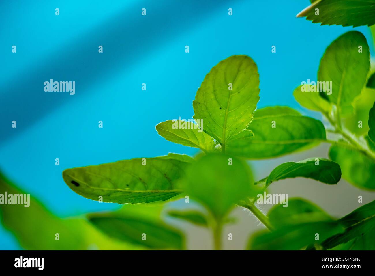 Holy Basil plant or tulsi on low angel.Scientific name Ocimum ...