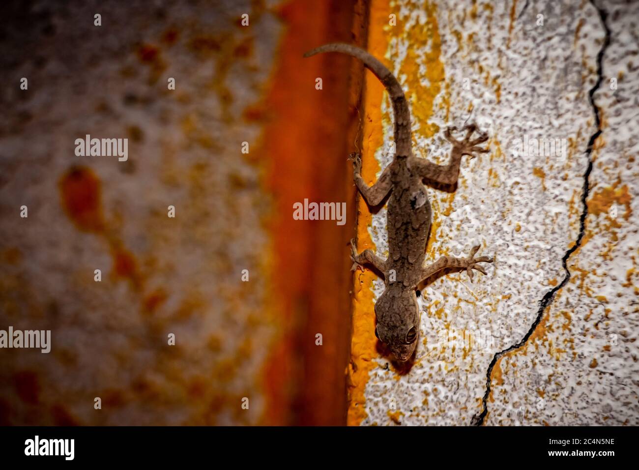 Common house gecko - home lizard on top of the old wall Stock Photo - Alamy