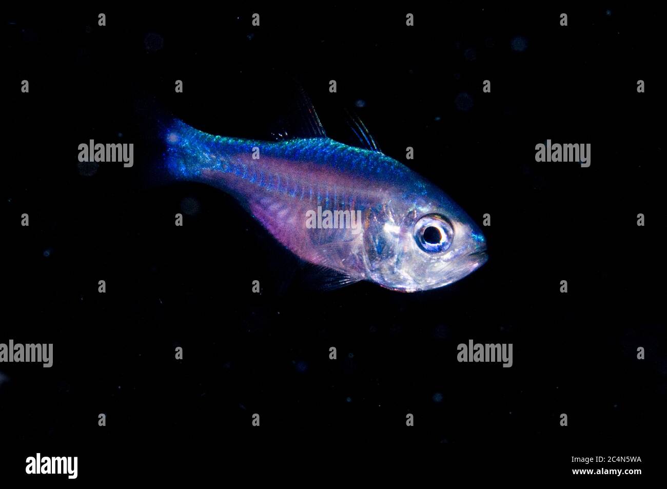 Juvenile Cardinalfish, Apogon sp, night dive, Cardinal Point dive site ...