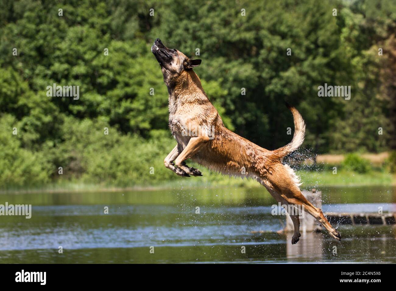 Athletic Belgian Shepherd Dog (Malinois) jumping into the water Stock ...