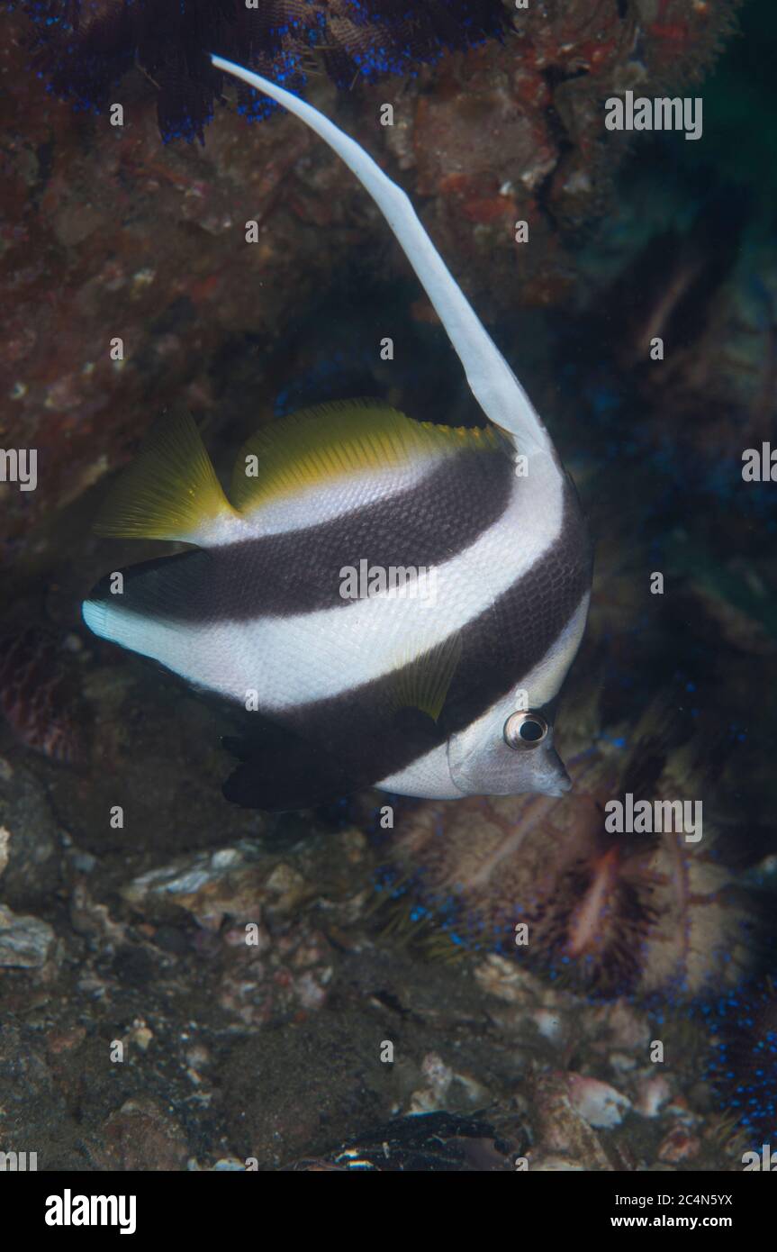 Longfin Bannerfish, Heniocus acuminatus, Fuel depot dive site, Kalabali ...