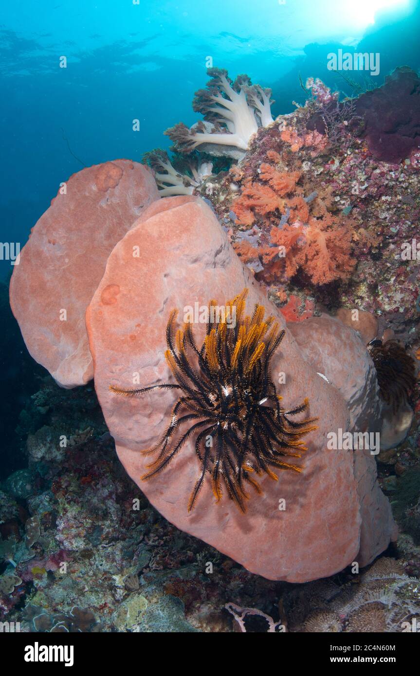 Crinoid, Comatulida Order, on sponge, Porifera Phylum, with sun in ...