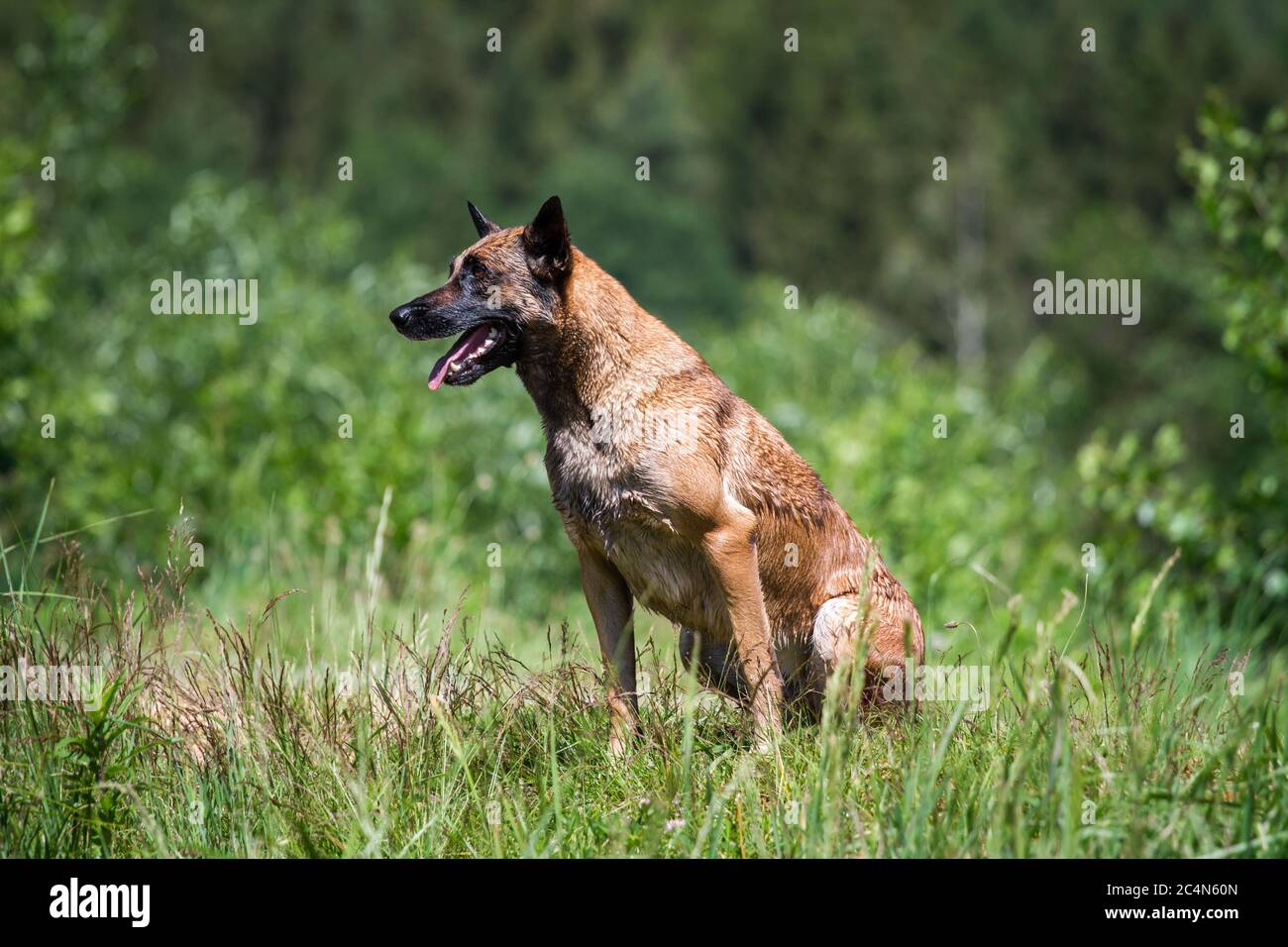 Wet Belgian Shepherd Dog (Malinois) sitting Stock Photo - Alamy