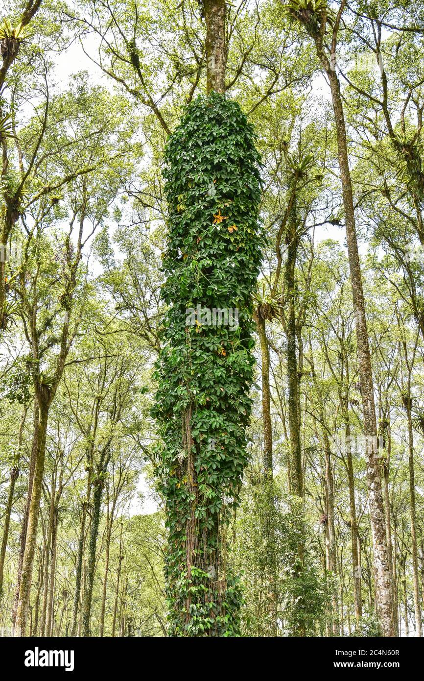 Jungle tree trunk with tropical foliage plants, climbing Monstera ...
