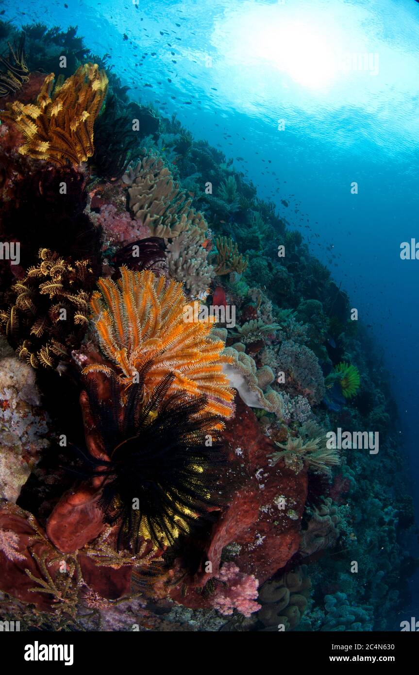 Crinoids, Comatulida Order, on sponge, Porifera Phylum, with sun in ...
