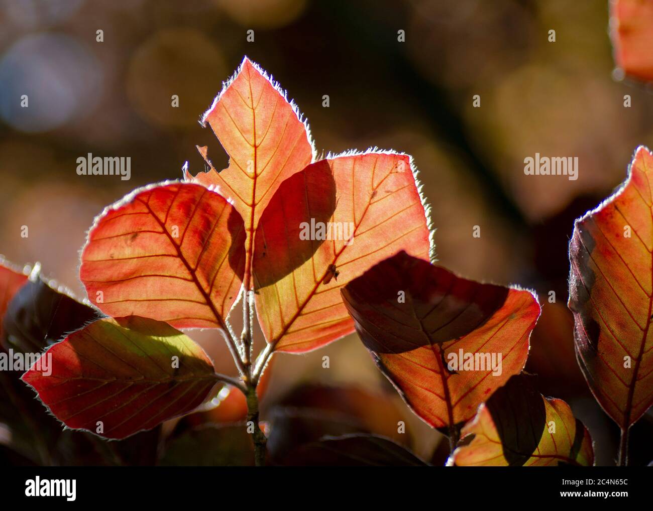 Copper beech tree hi-res stock photography and images - Alamy