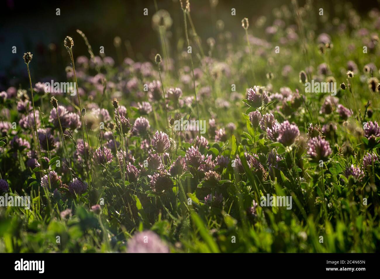 Trifolium pratense. Wild Red Clover meadow close up Stock Photo - Alamy