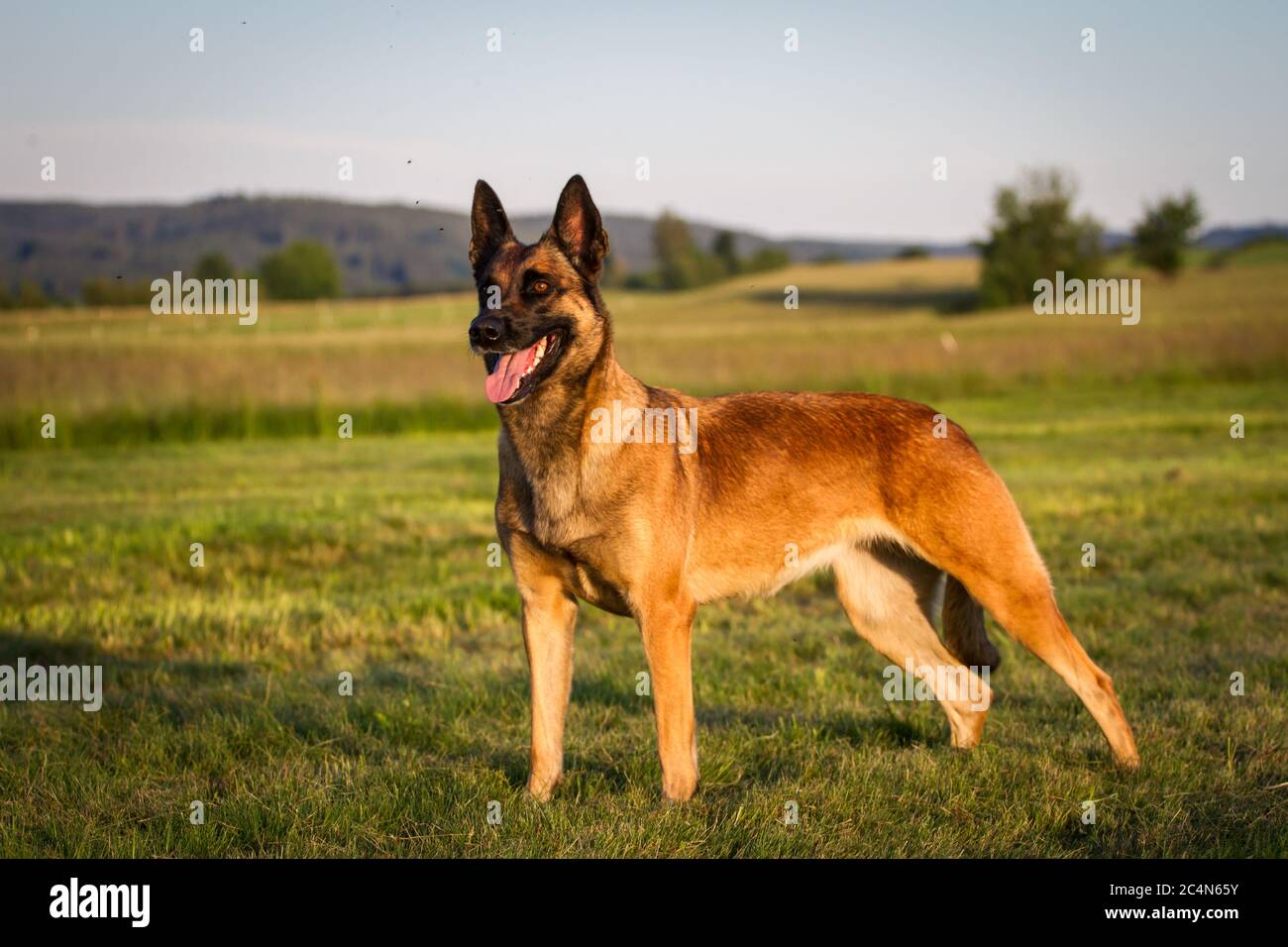 Portrait of a Belgian Shepherd Dog (Malinois) standing on a meadow ...