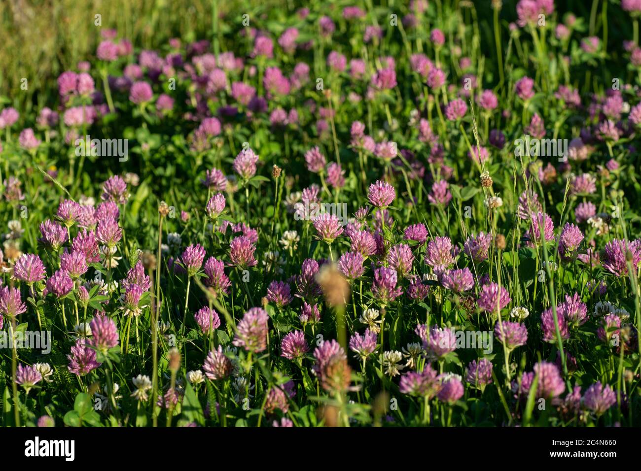 Trifolium pratense. Wild Red Clover meadow close up Stock Photo - Alamy